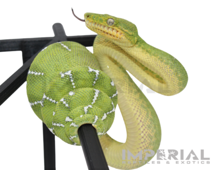 Reptile Expo Schedule 2026 – Local Reptile Shows