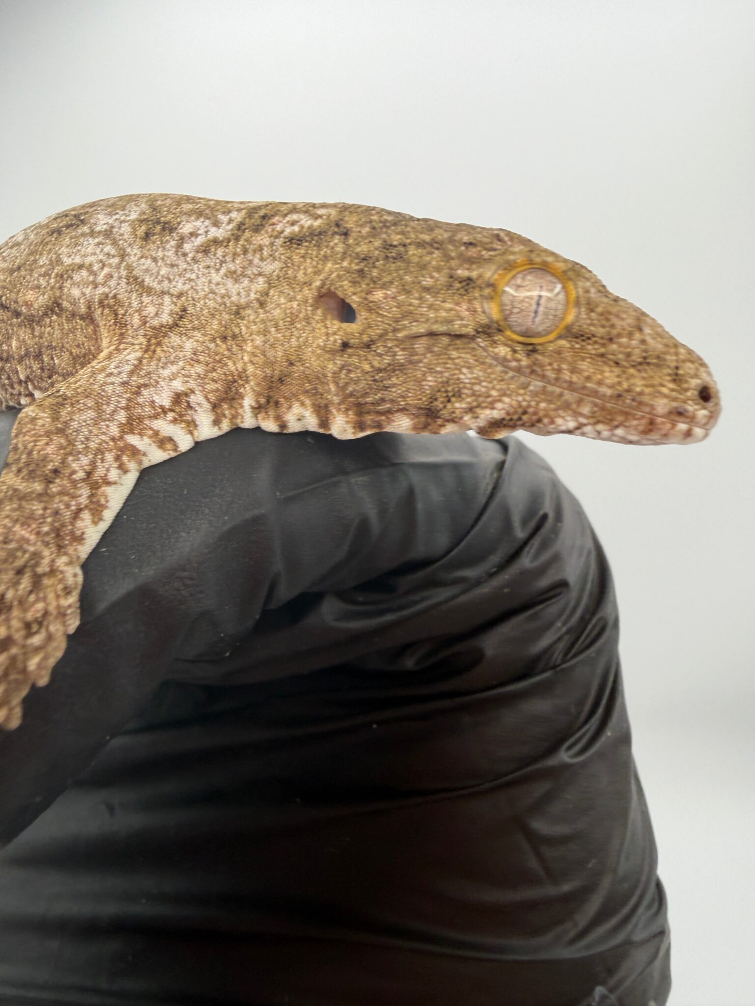 California Reptile Expos 2026 Guide – Local Reptile Shows