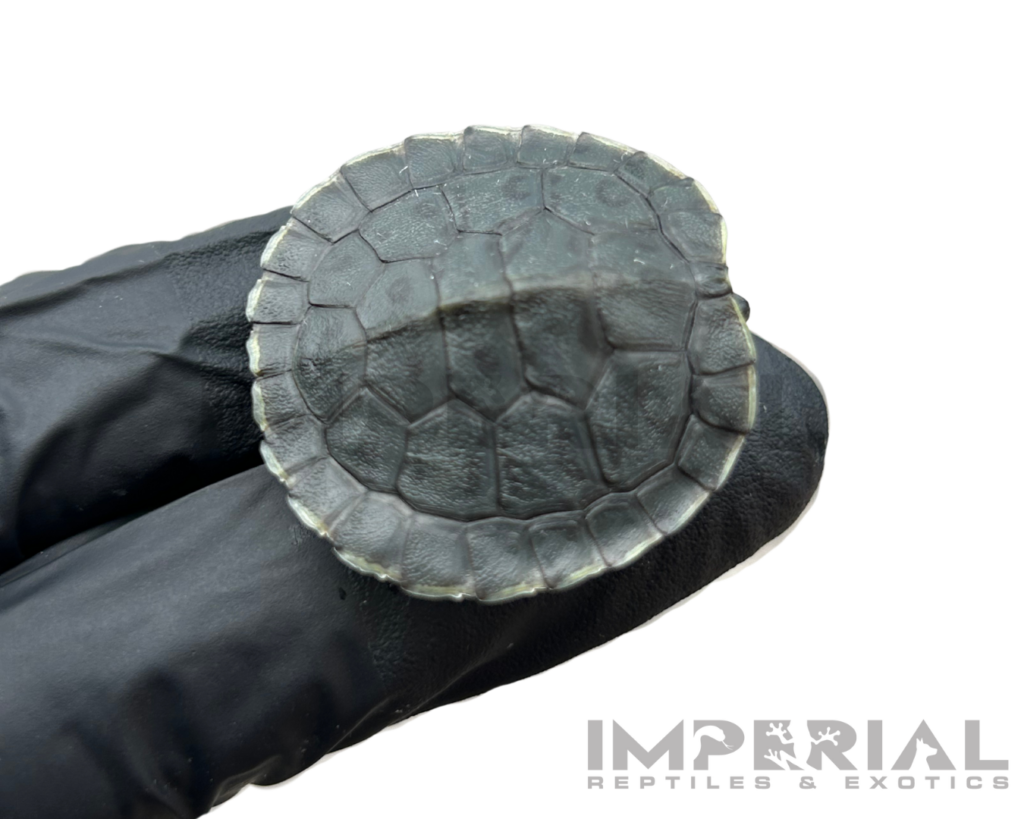 Reptile Expo 2026 UK: Your Essential Guide – Local Reptile Shows